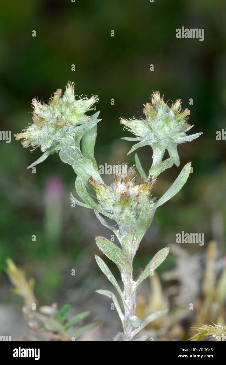 BROAD-LEAVED CUDWEED Filago pyramidata (Asteraceae Stock Photo - Alamy
