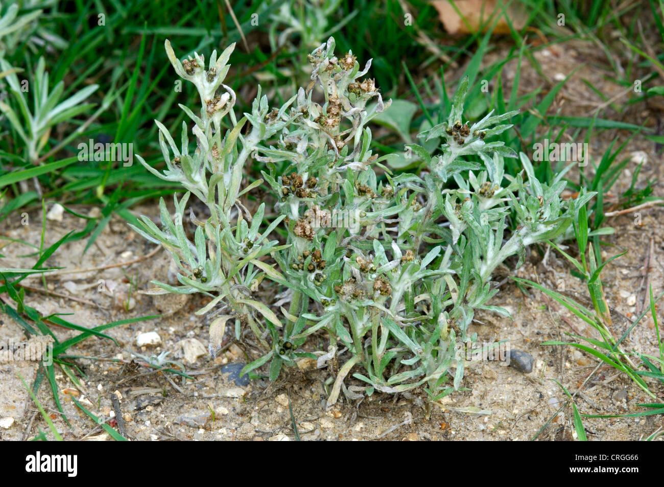 MARSH CUDWEED Gnaphalium uliginosum (Asteraceae Stock Photo - Alamy