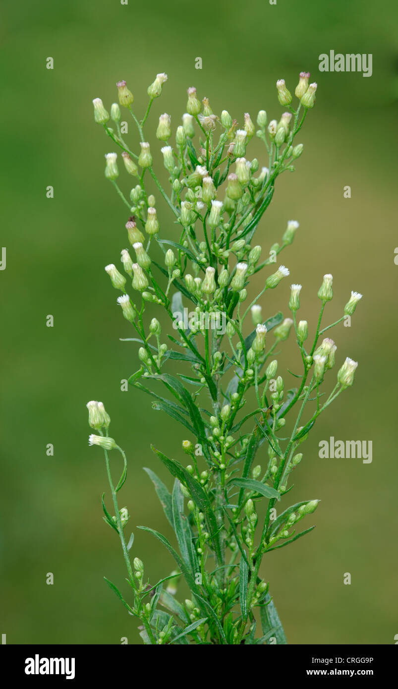 CANADIAN FLEABANE Conyza canadensis Stock Photo - Alamy