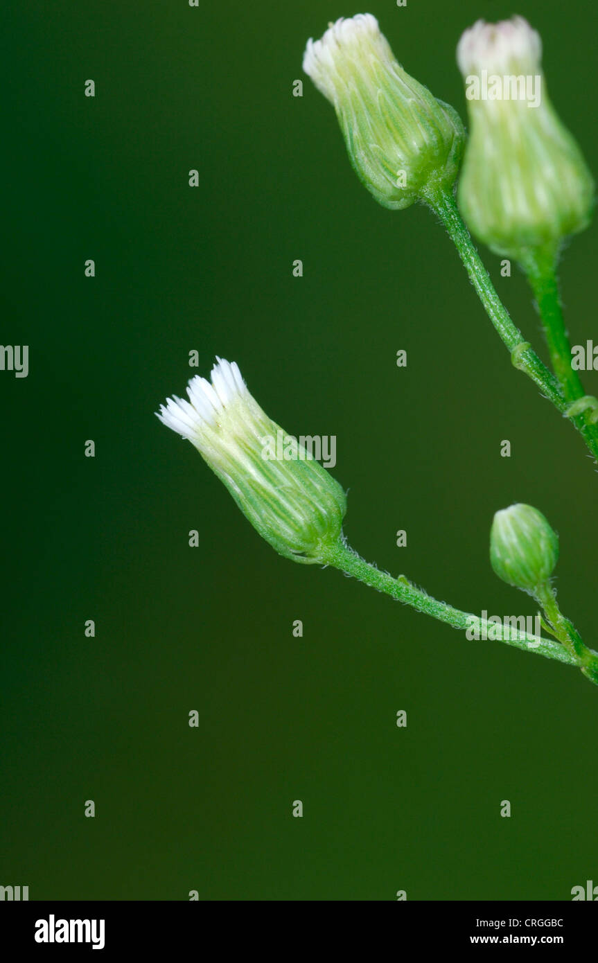 CANADIAN FLEABANE Conyza canadensis Stock Photo - Alamy