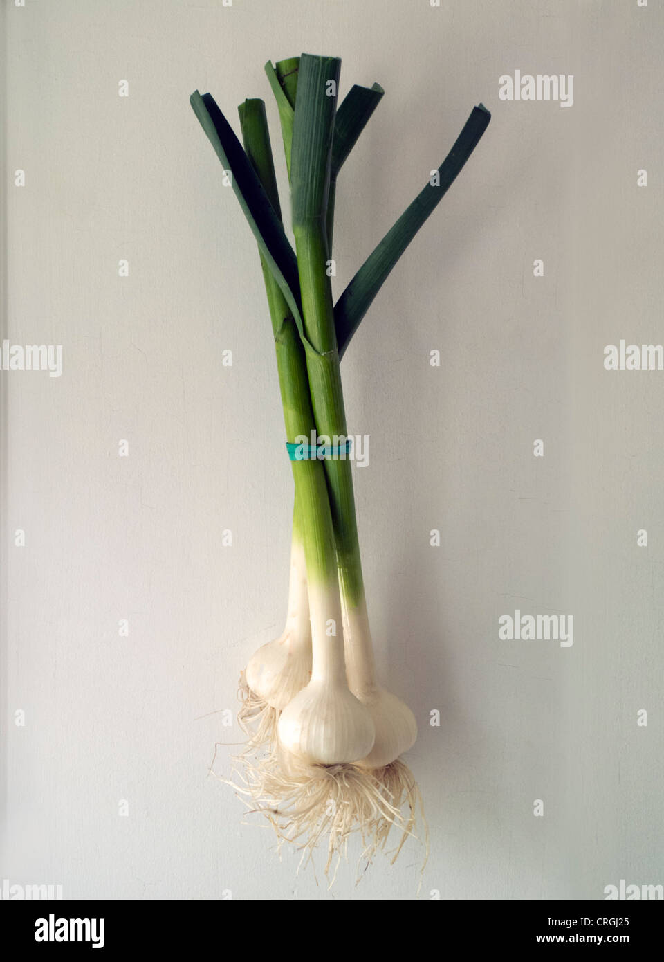Drying stems hi-res stock photography and images - Alamy
