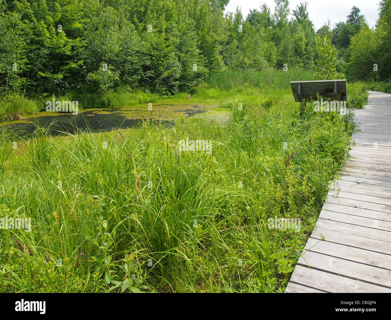 Natural bog with a boardwalk Stock Photo - Alamy