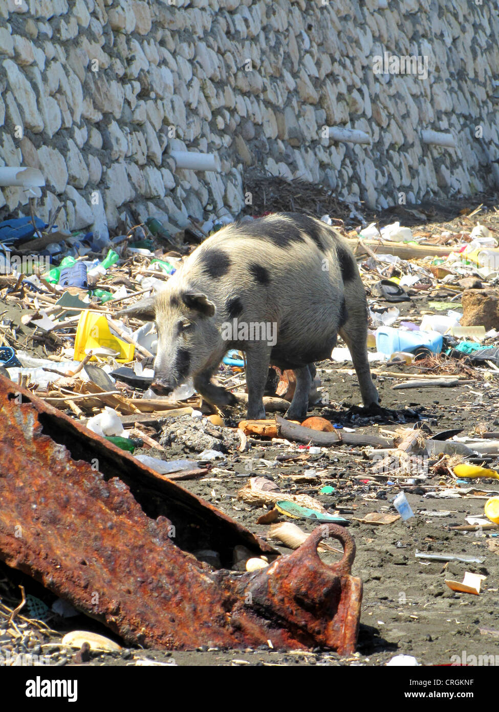 Searching for food in garbage hi-res stock photography and images - Alamy