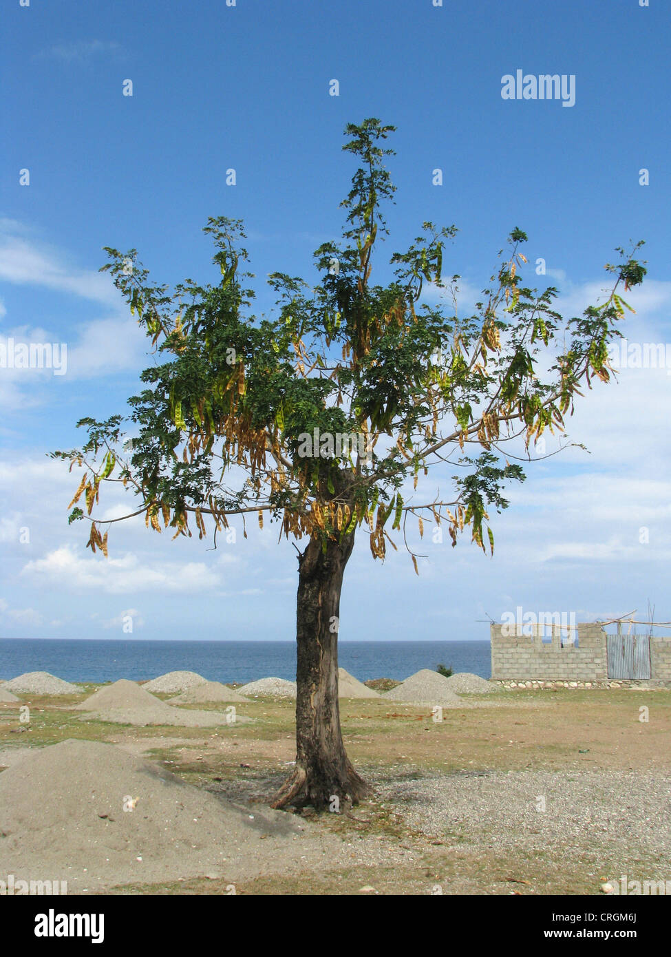 Acacia at the Caribbean Sea, Haiti, Grande Anse, Roseau Stock Photo - Alamy