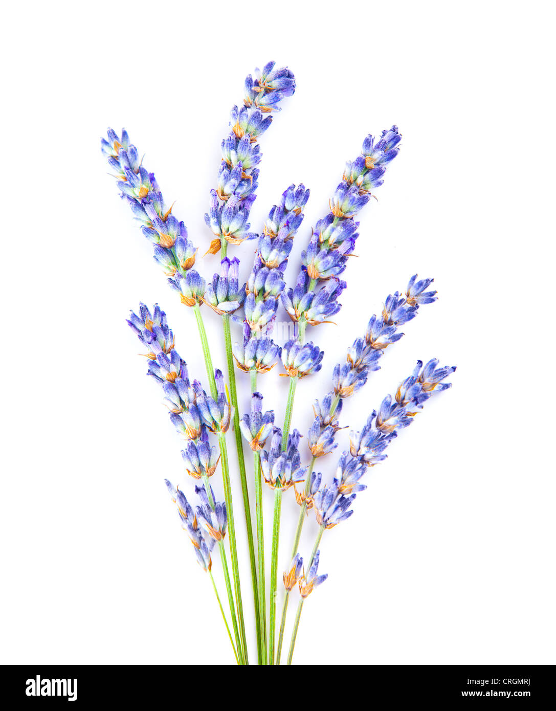 Lavender flowers, little posy of aromatic medicinal herb, fresh plant ...