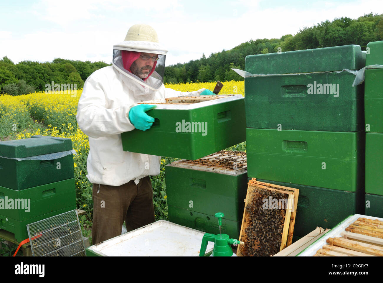 beekeeper controlling beehives near rape field Stock Photo - Alamy