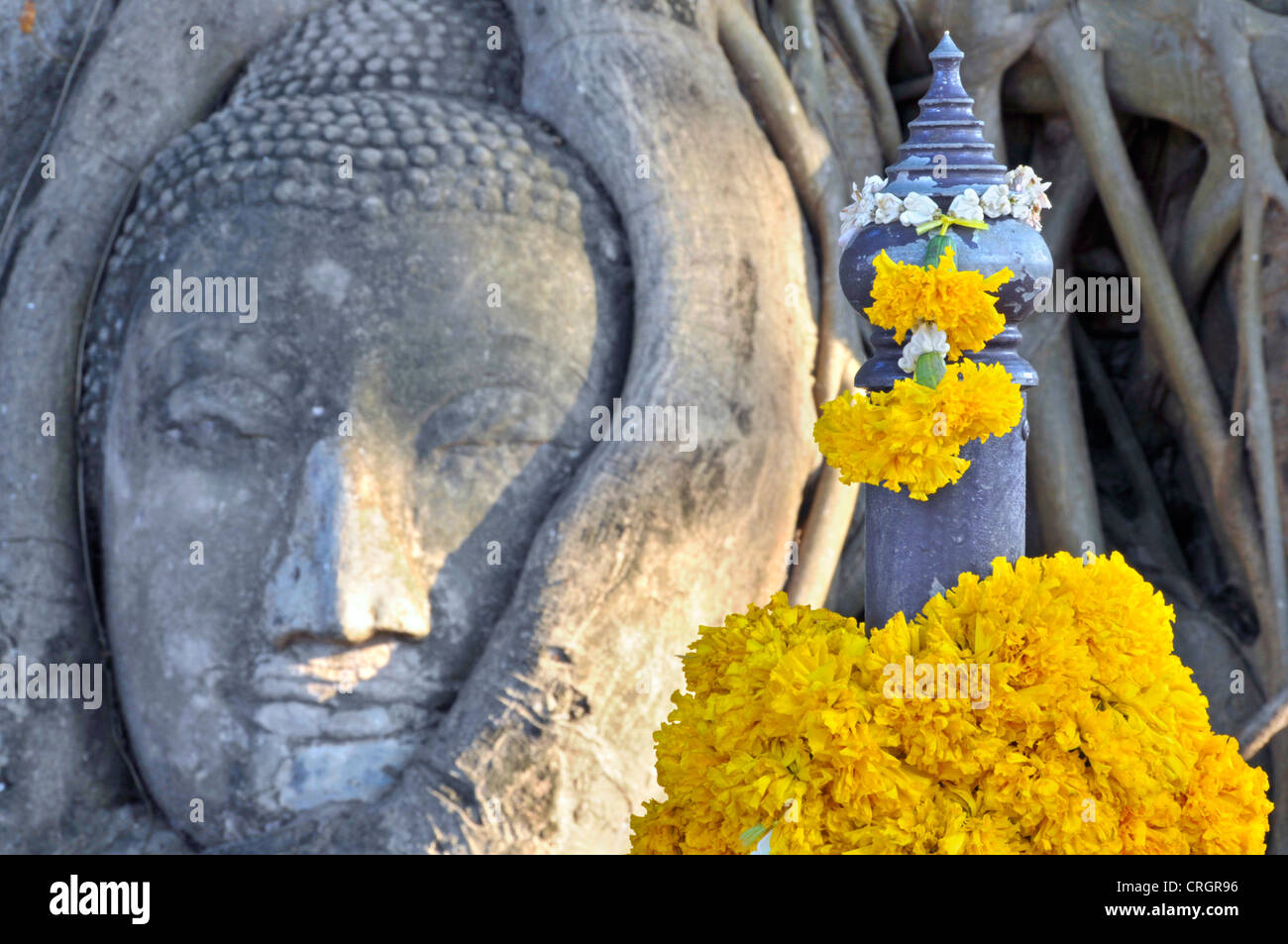 bo tree (Ficus religiosa), sandstone head of a buddha statue between ...
