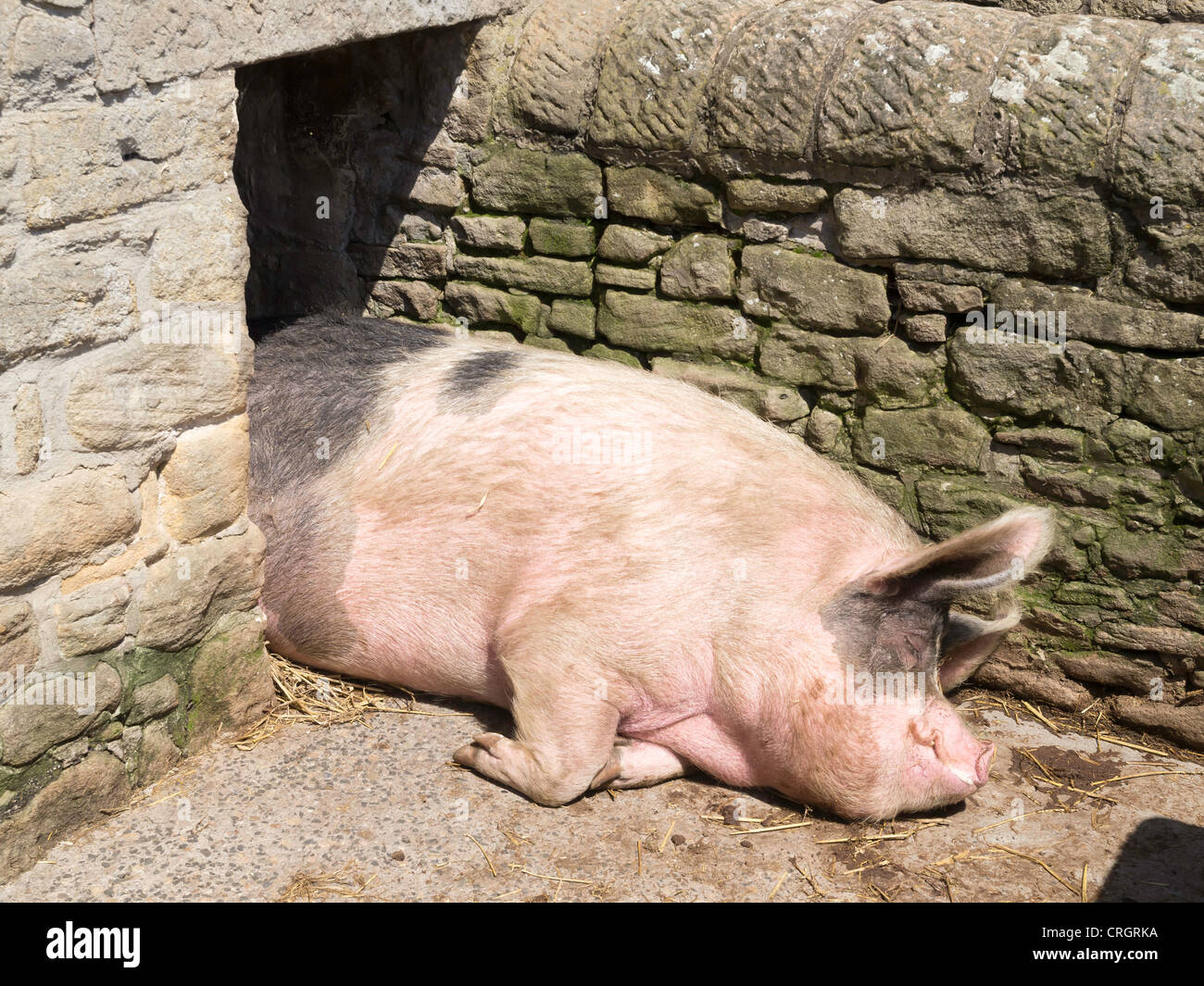 Large contented pig asleep in the summer sun in Home Farm at Beamish ...