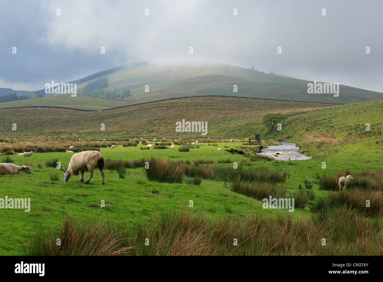 Misty morning in the Yorkshire Dales. Sheep graze in a pasture beside ...