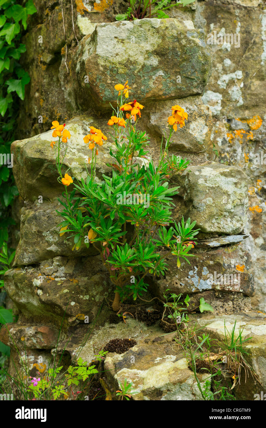 The Ruins Plants