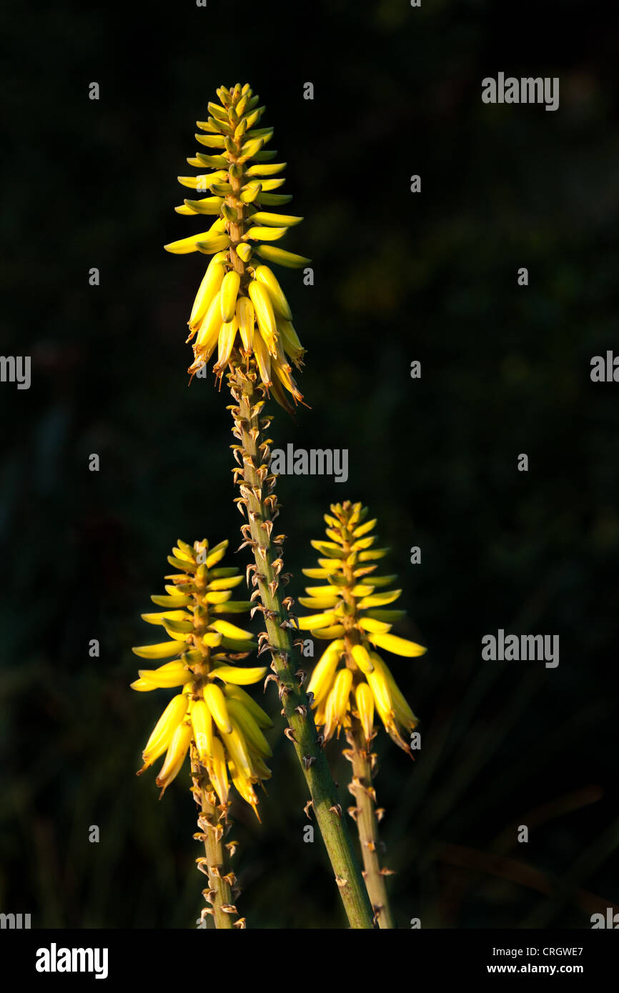 Three spikes of Kniphofia or Yellow Hot Poker in late afternoon sun ...