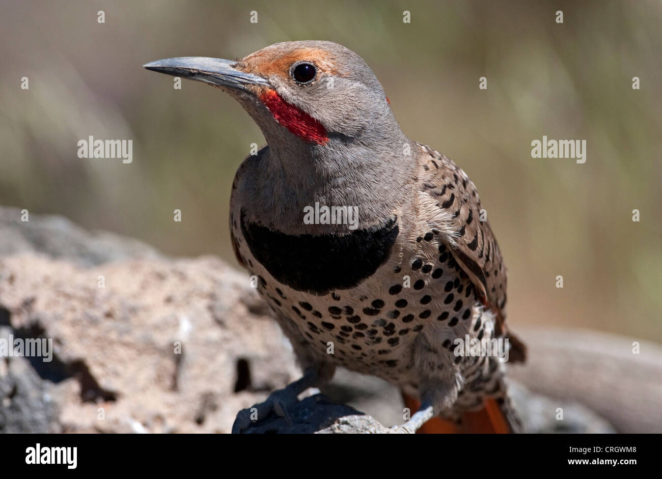Northern Flicker (Colaptes auratus) Red-Shafted male close-up by a ...