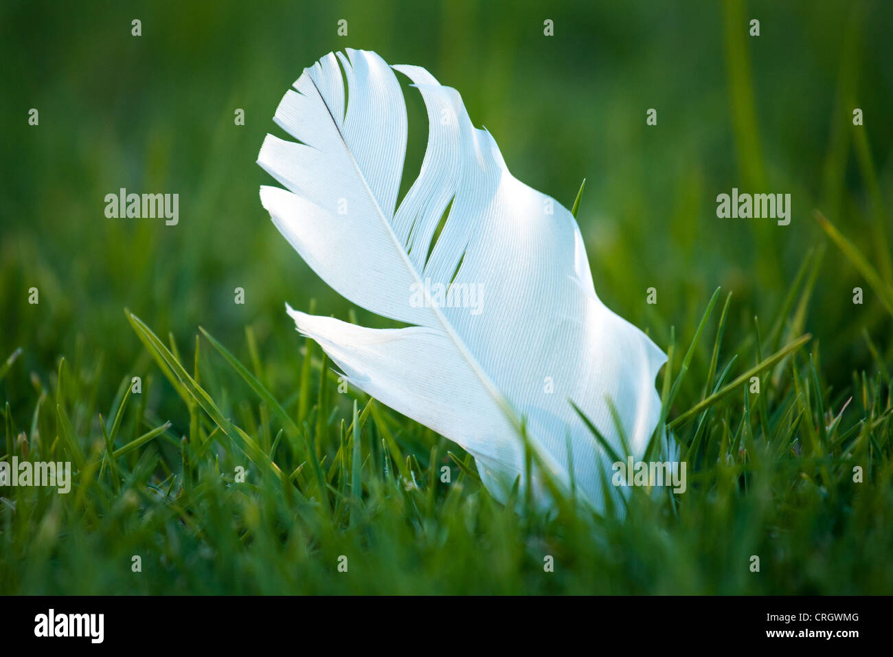 Striking white feather in green grass Stock Photo - Alamy