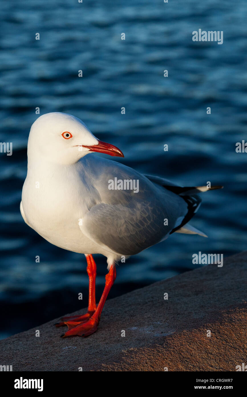 Australian seagull hi-res stock photography and images - Alamy
