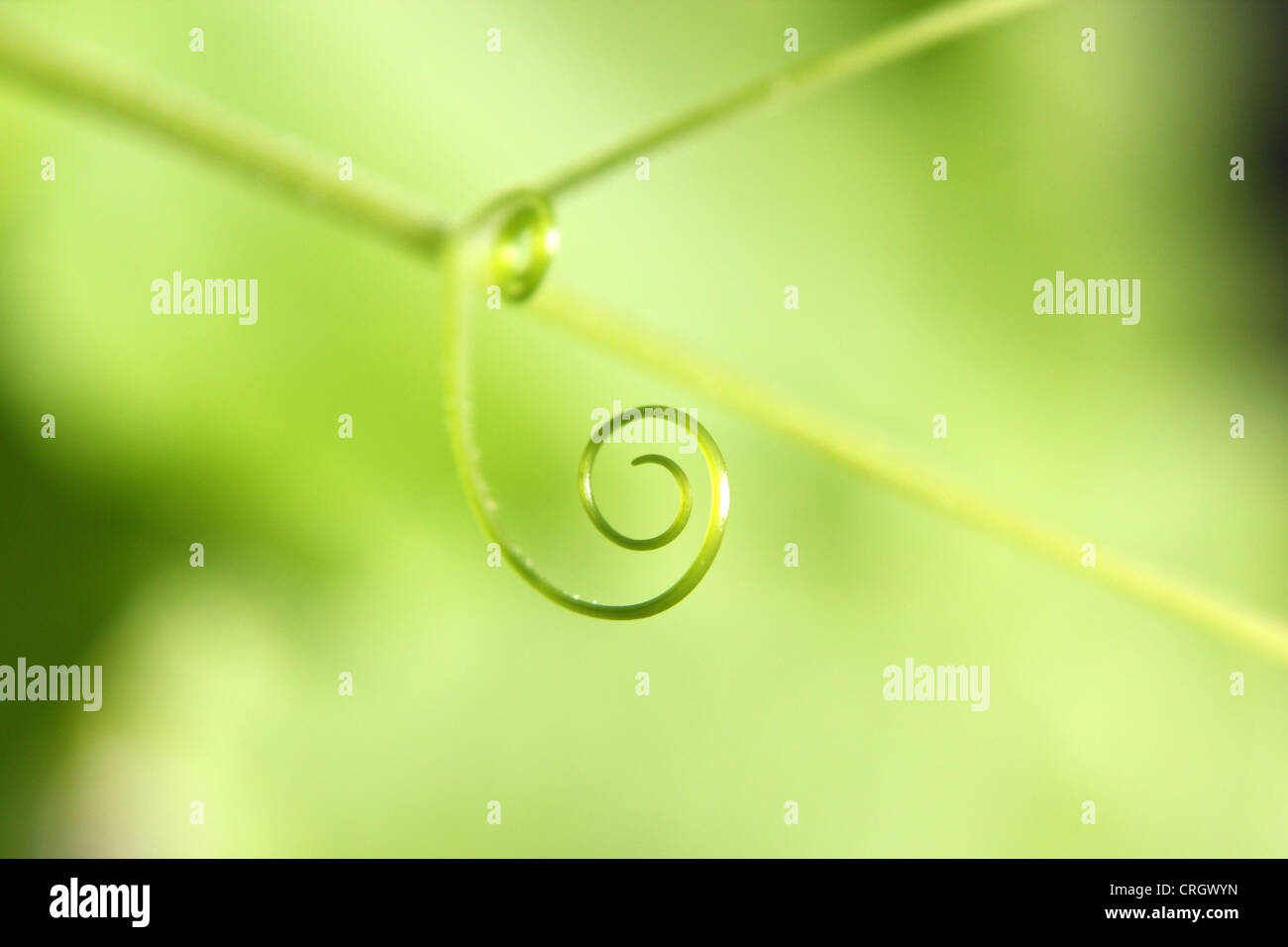 Curled Vine Macro Stock Photo - Alamy