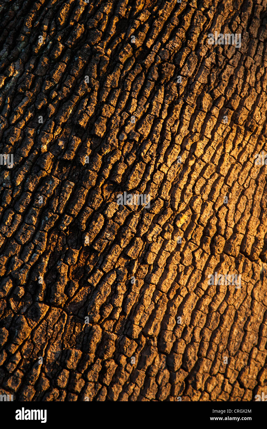 Boab bark hi-res stock photography and images - Alamy
