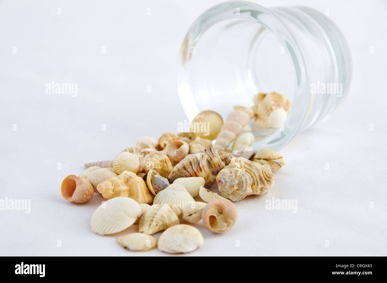 Assorted small seashells decoration Stock Photo - Alamy
