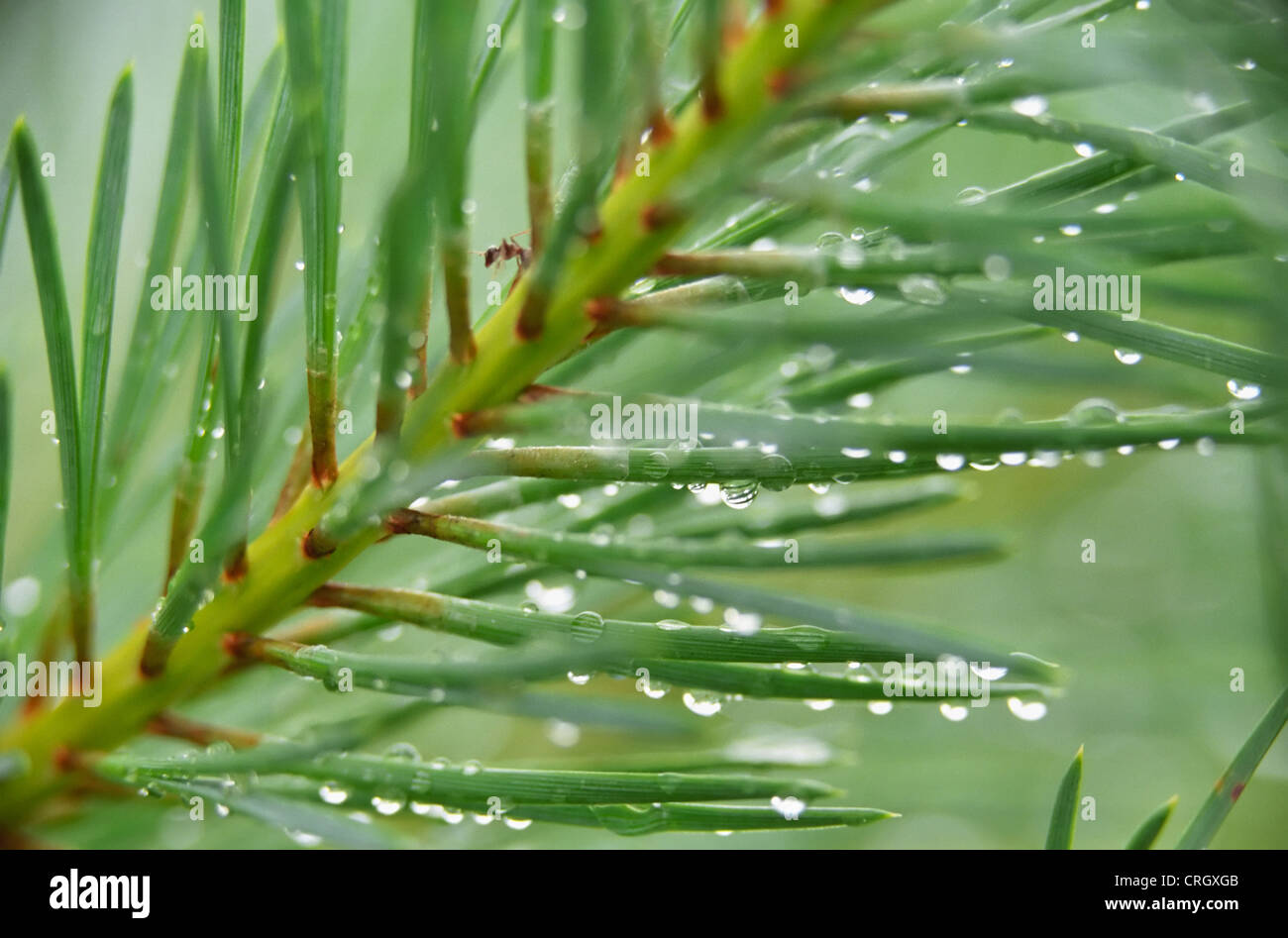 Pinus, Abies, Picea, Pine, Fir, Spruce Stock Photo - Alamy