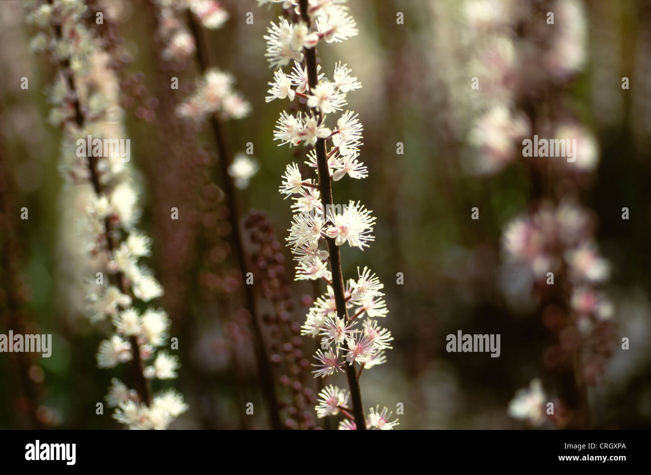 Cimicifuga Simplex High Resolution Stock Photography and Images - Alamy