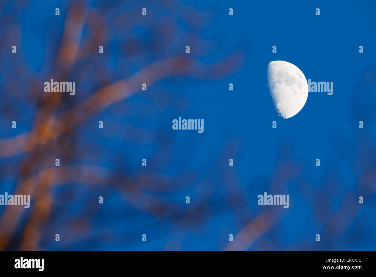 Moon Through Tree High Resolution Stock Photography and Images - Alamy