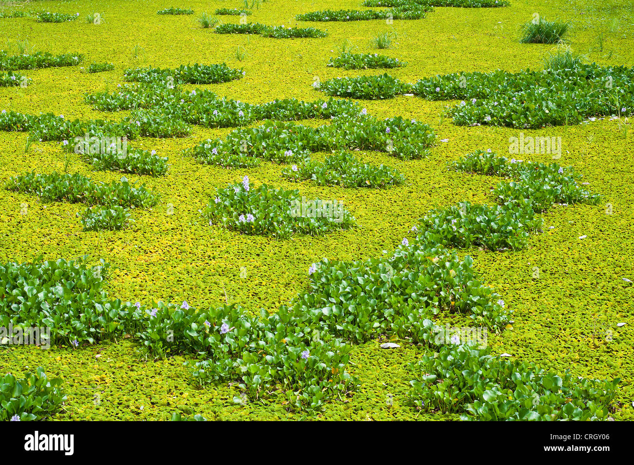 Water lettuce common floating hi-res stock photography and images - Alamy