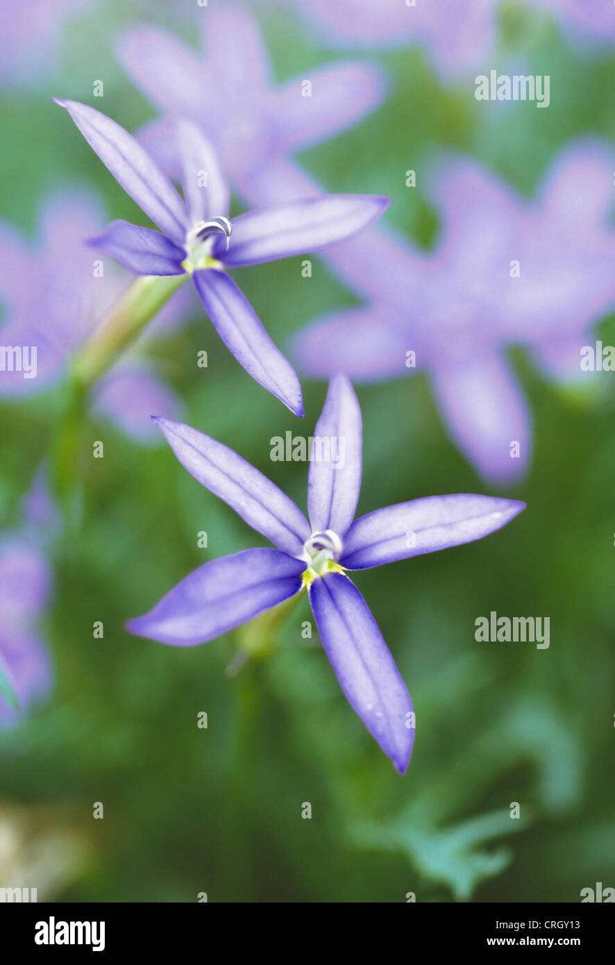Isotoma axillaris hi-res stock photography and images - Alamy