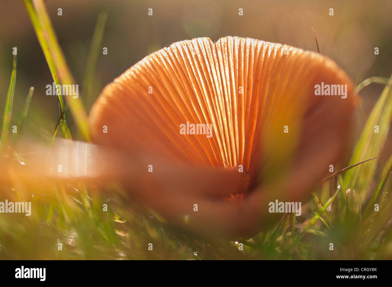 Waxcap mushroom fungi hi-res stock photography and images - Alamy