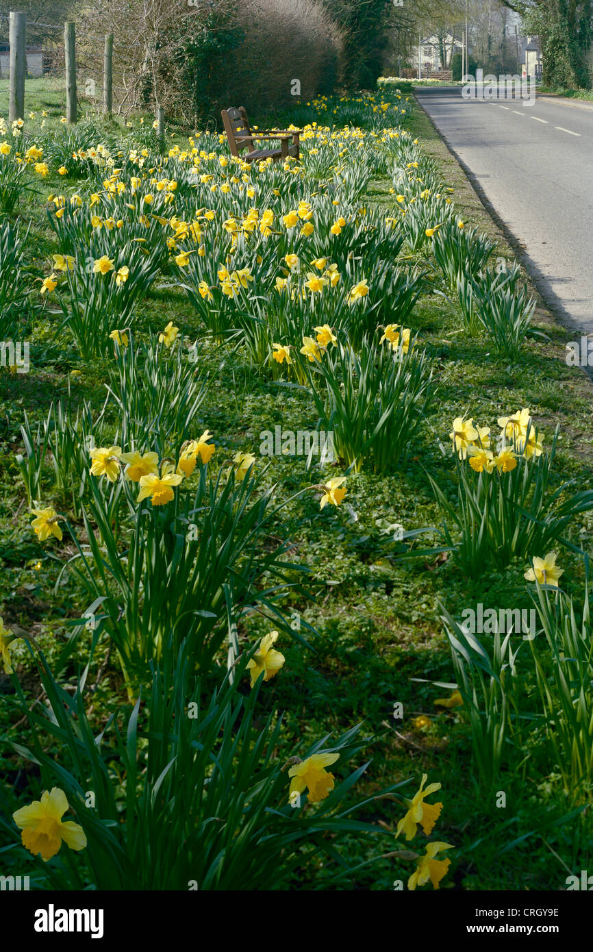 Massed roadside daffodils Thriplow Cambridgeshire England Stock Photo ...