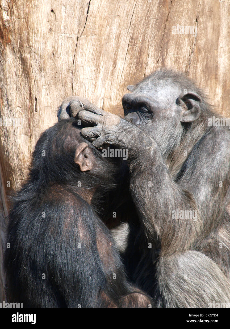 Mother chimpanzee grooming her baby Stock Photo - Alamy