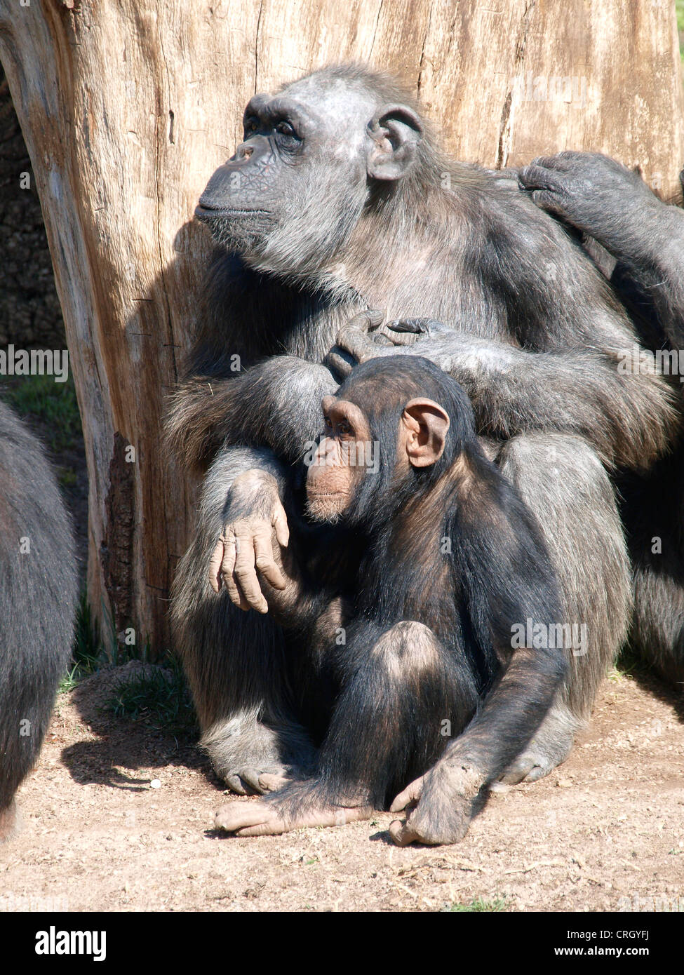 Mother chimpanzee with her baby Stock Photo - Alamy