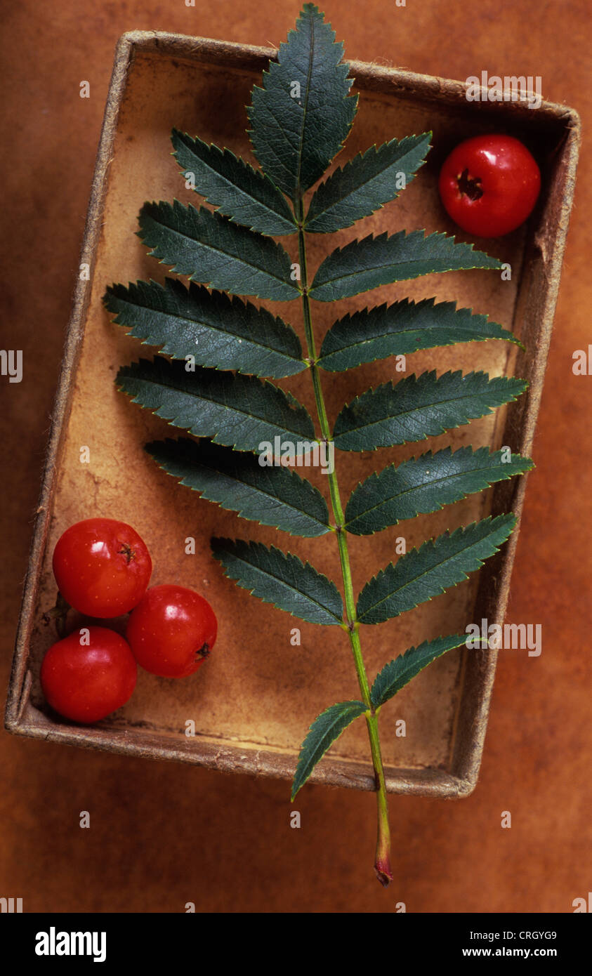 Species sorbus aucuparia hi-res stock photography and images - Alamy