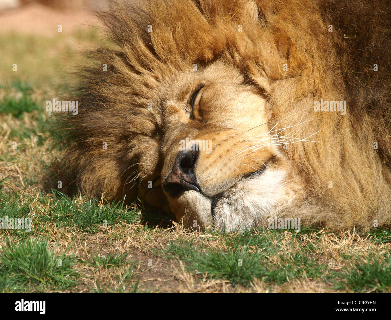 Lion (Panthera Leo). Close up of a sleeping lion's head Stock Photo - Alamy