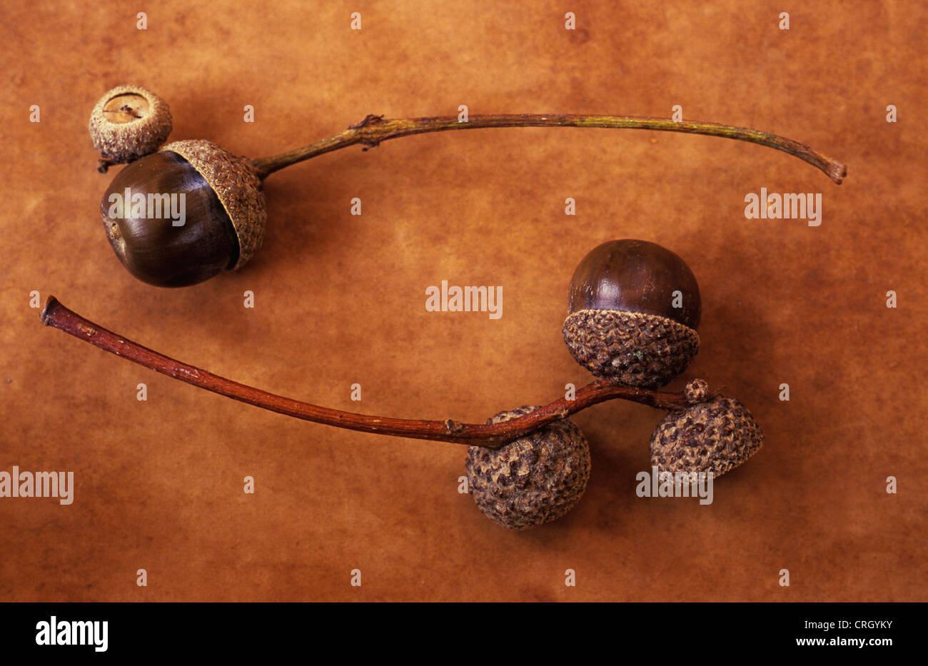 Quercus robur, Oak, Acorn Stock Photo - Alamy