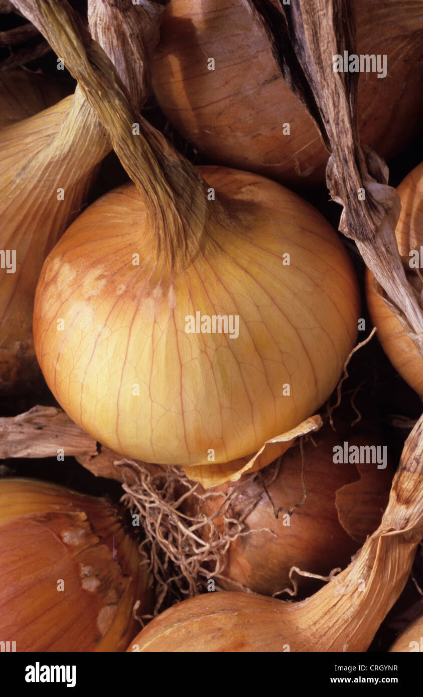 Allium cepa, Onion Stock Photo - Alamy