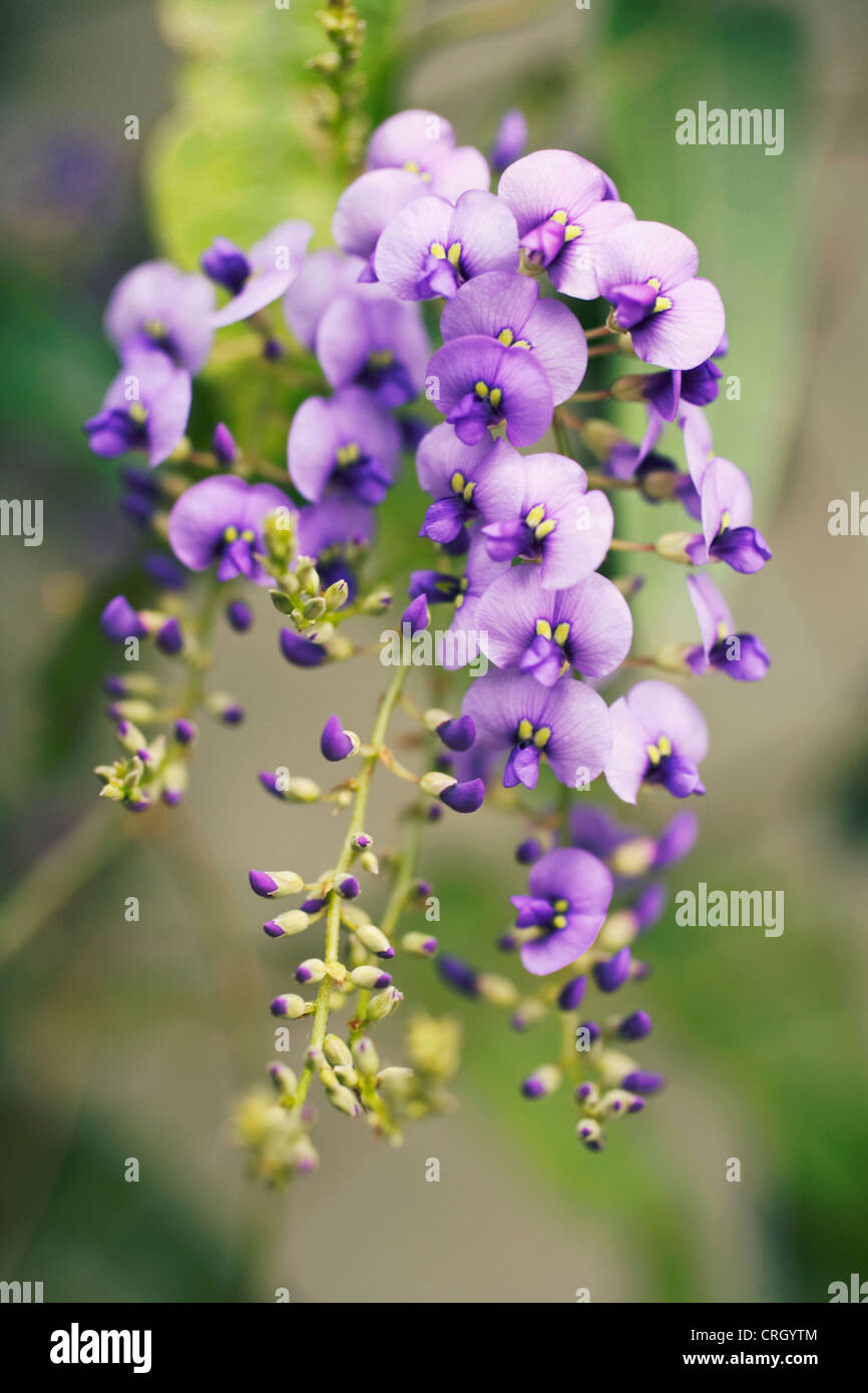 Australian bloom hi-res stock photography and images - Alamy