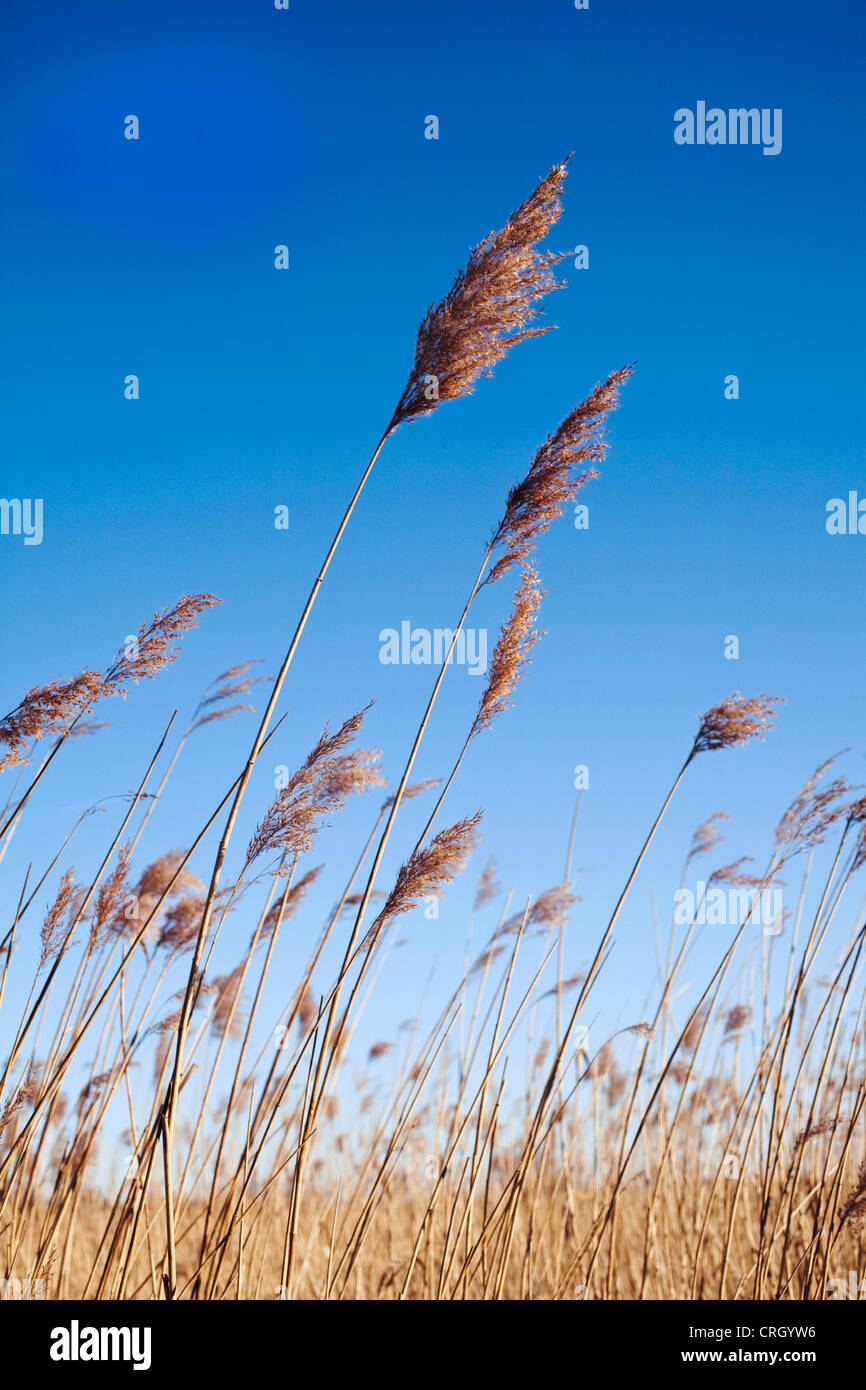 Phragmites australis, Reeds, Sedge Stock Photo - Alamy