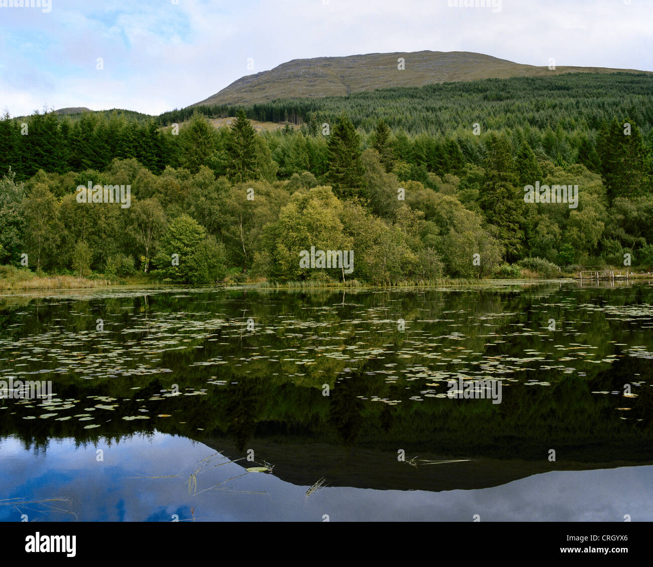 Lily Loch Inverawe Argyll Scotland Stock Photo - Alamy