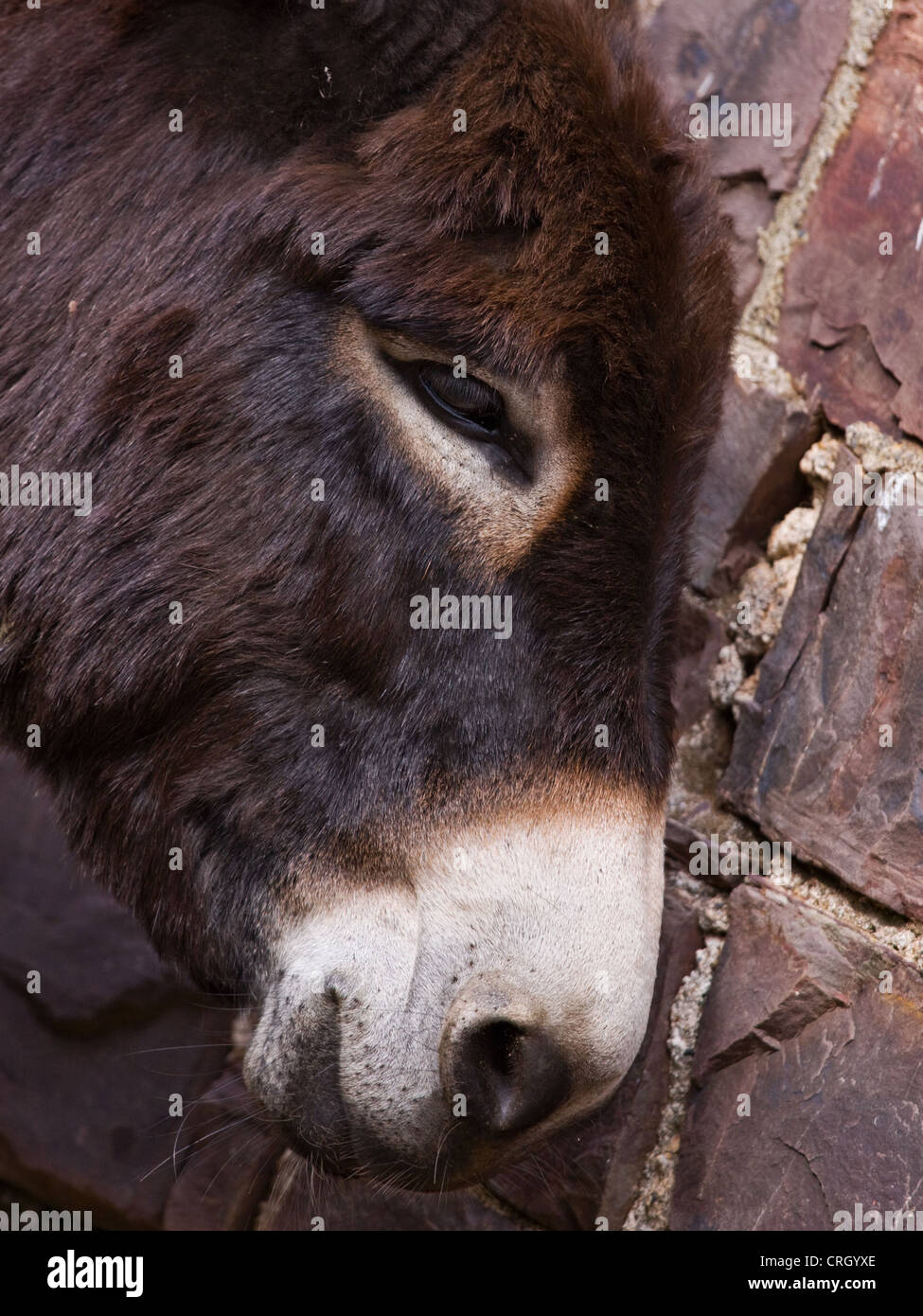 Profile of a farm donkey ( equus africanus asinus ) UK Stock Photo - Alamy
