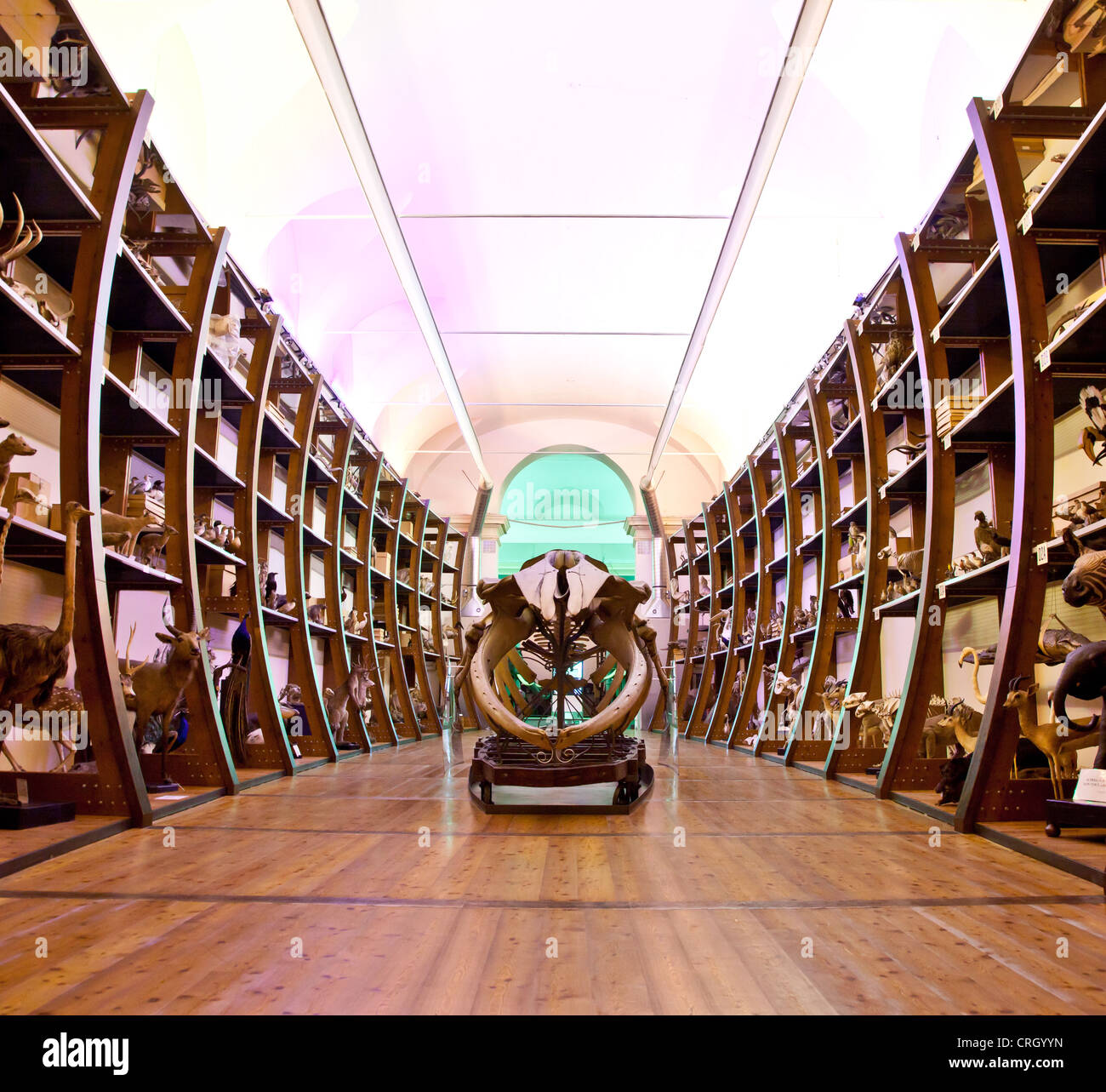 Italy, interior of a very old nature and science museum Stock Photo - Alamy