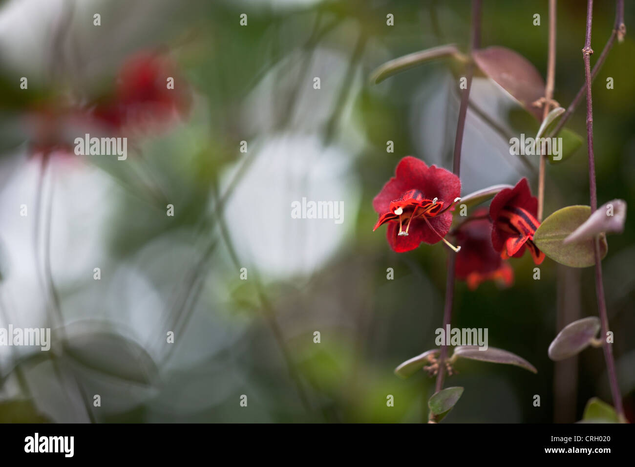 Joined flower hi-res stock photography and images - Alamy