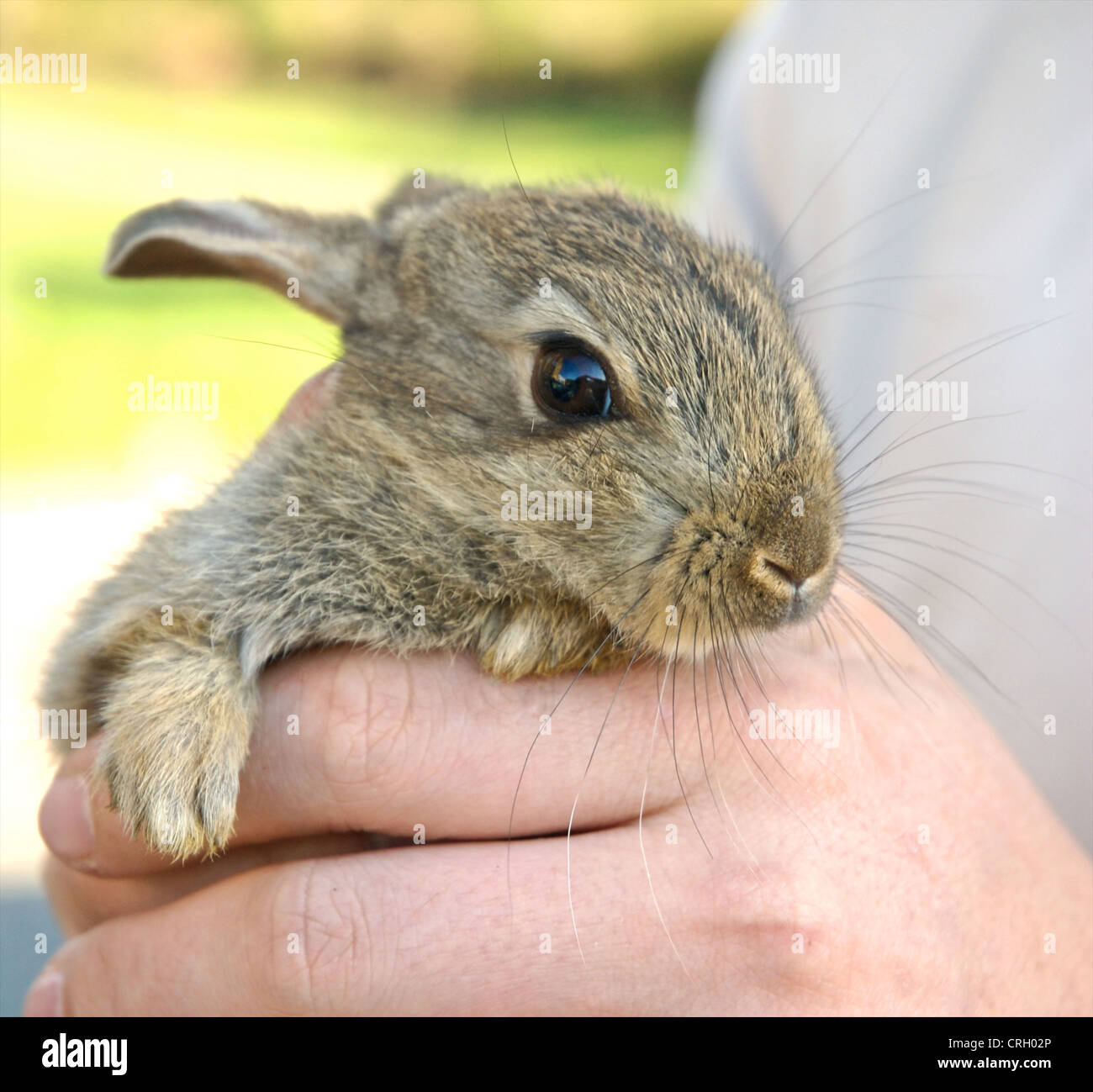 A young,baby rabbit Stock Photo - Alamy