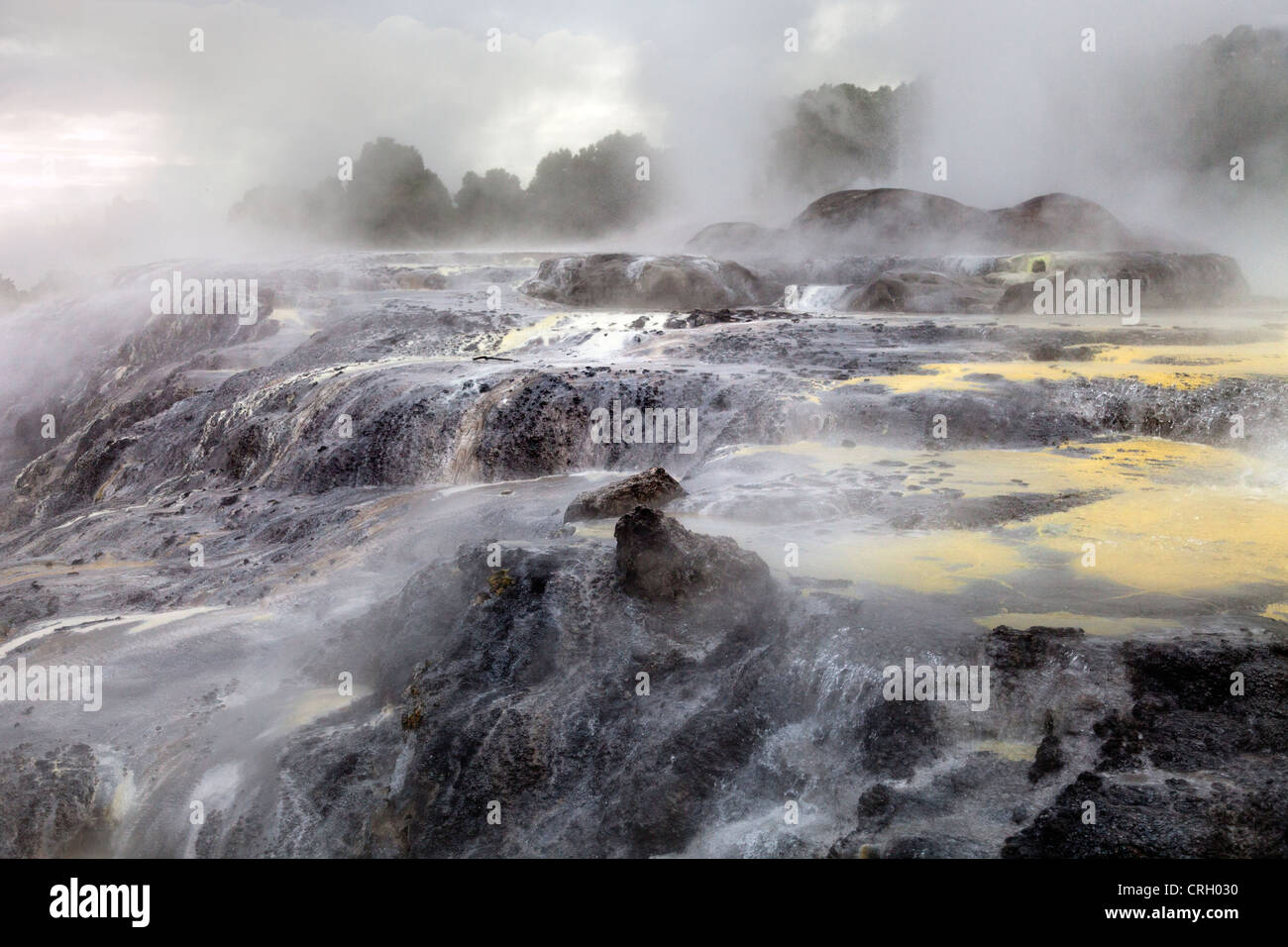 Primaeval scene at Te Puia geothermal area, Rotorua, New Zealand 3 ...