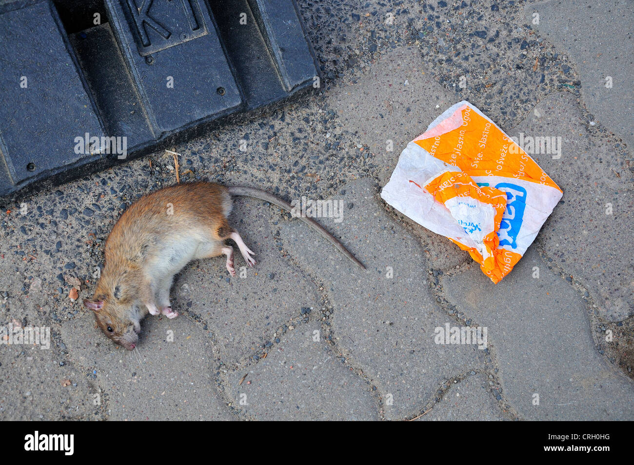 Berlin, Germany. Dead rat in the street Stock Photo - Alamy