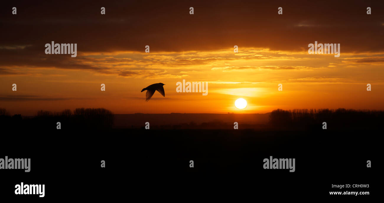 Bird flying into the sunset Stock Photo - Alamy