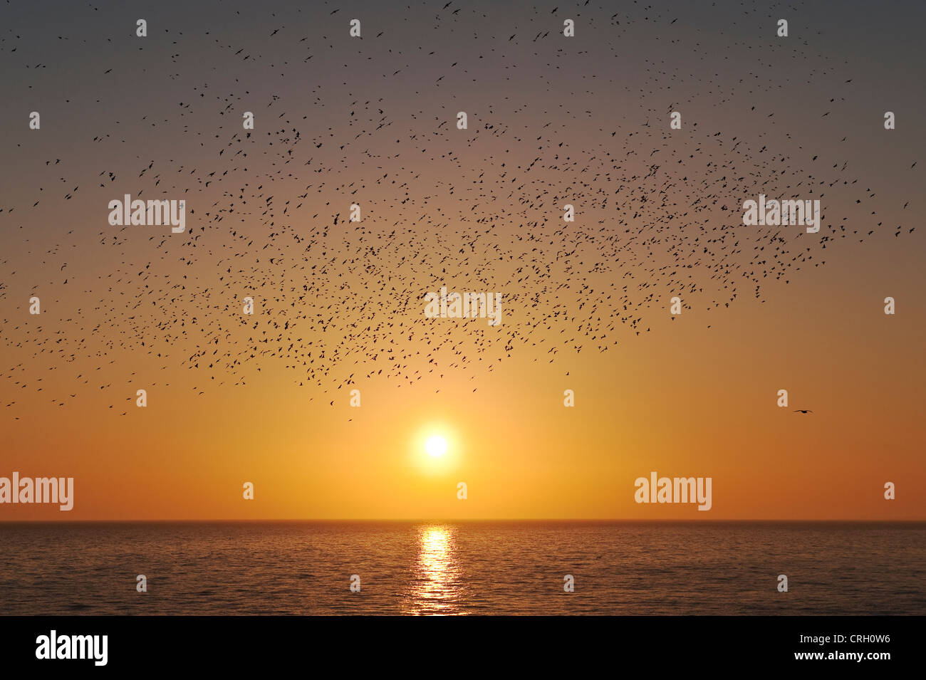 Mumuration hi-res stock photography and images - Alamy