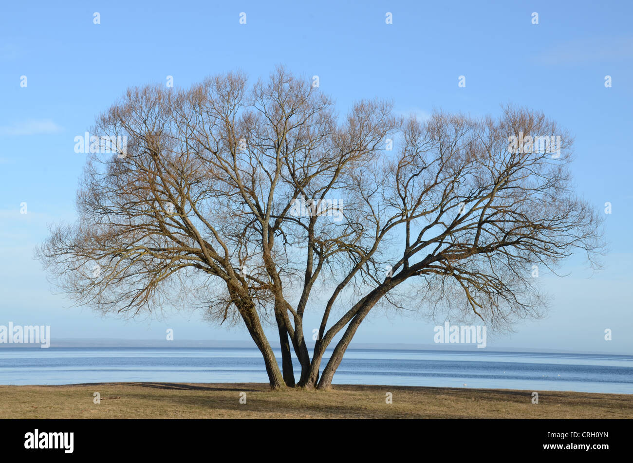 One big tree on a beach Stock Photo - Alamy