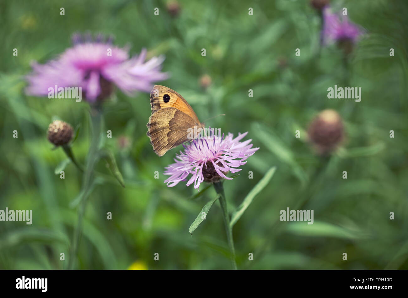 Centaurea nigra, Knapweed Stock Photo - Alamy