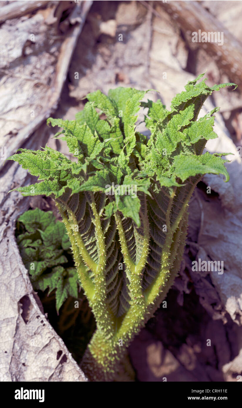 Gunnera manicata, Gunnera Stock Photo - Alamy