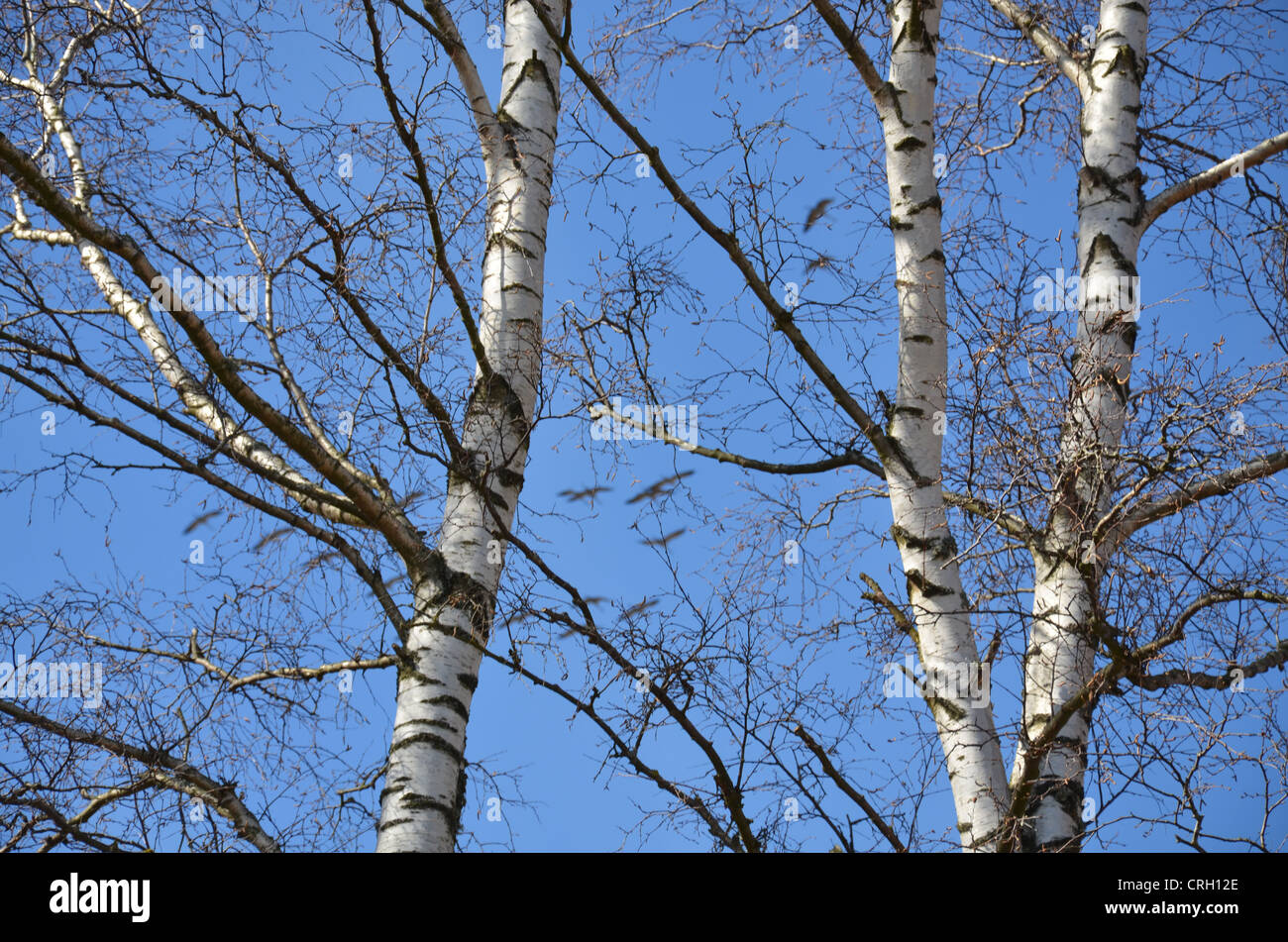 Three birch and a blue sky Stock Photo - Alamy