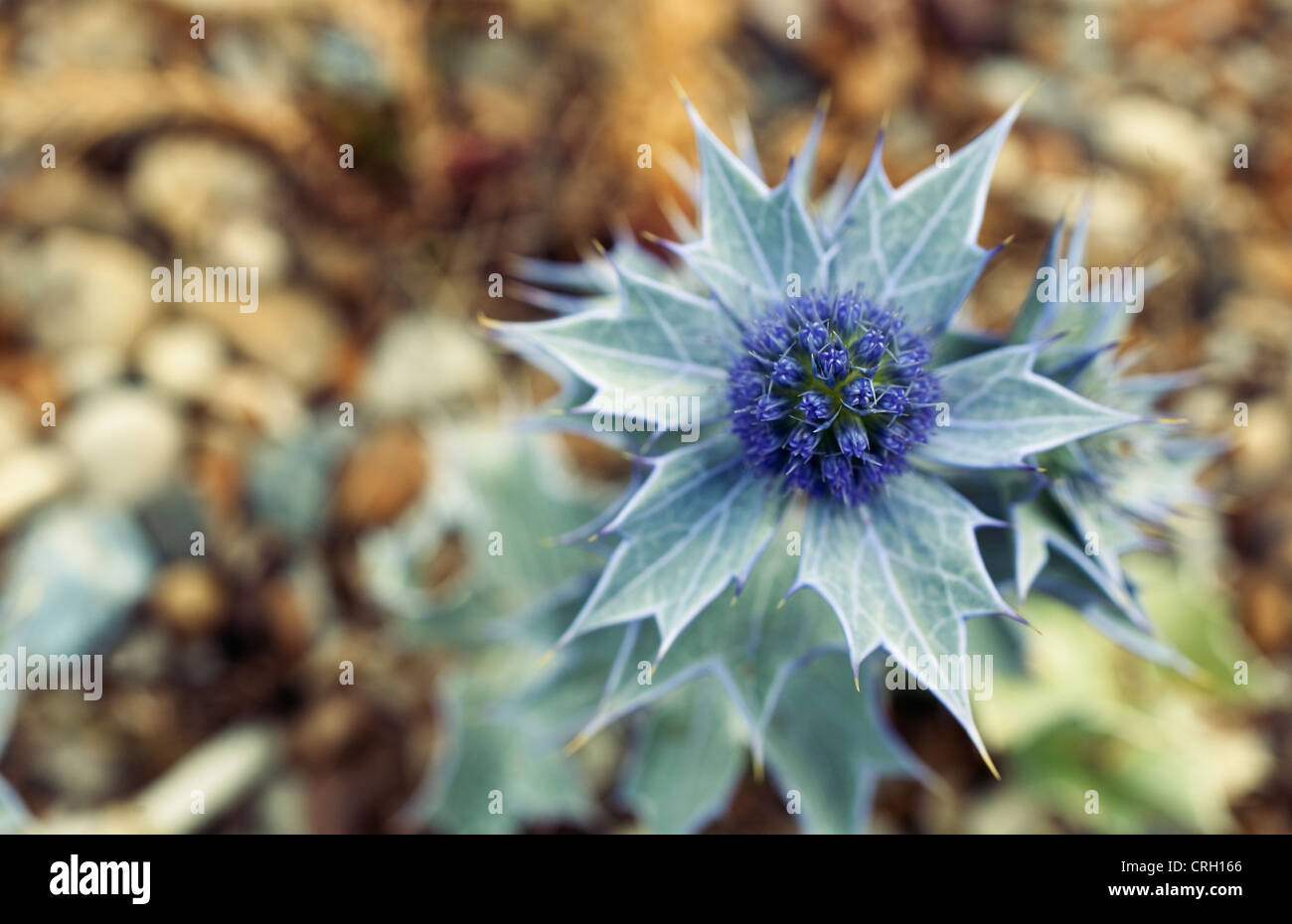 Eryngium maritimum, Sea holly Stock Photo - Alamy